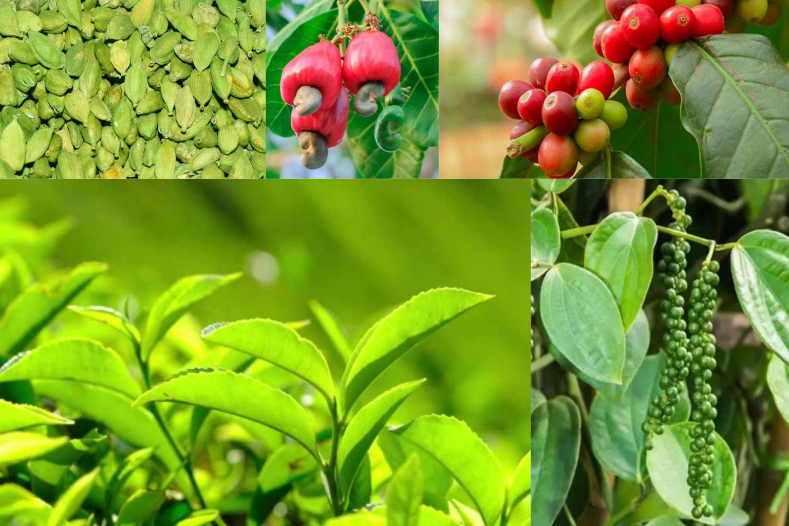 Kerala Forest Development Corporation- KFDC