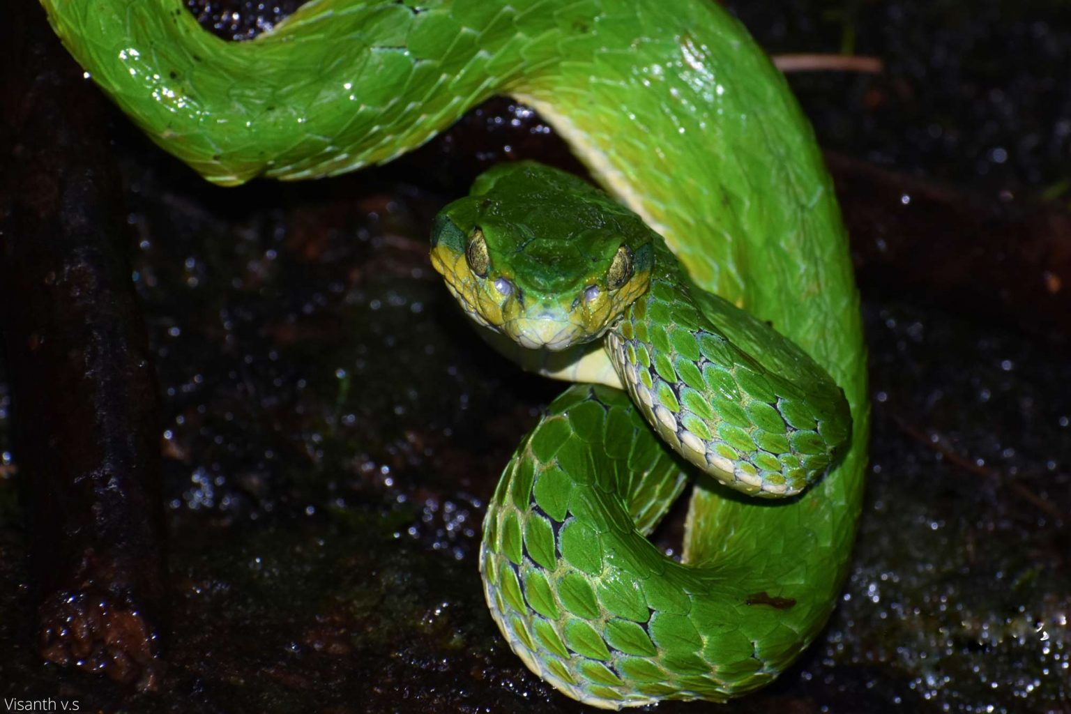 Kerala Forest Development Corporation- KFDC